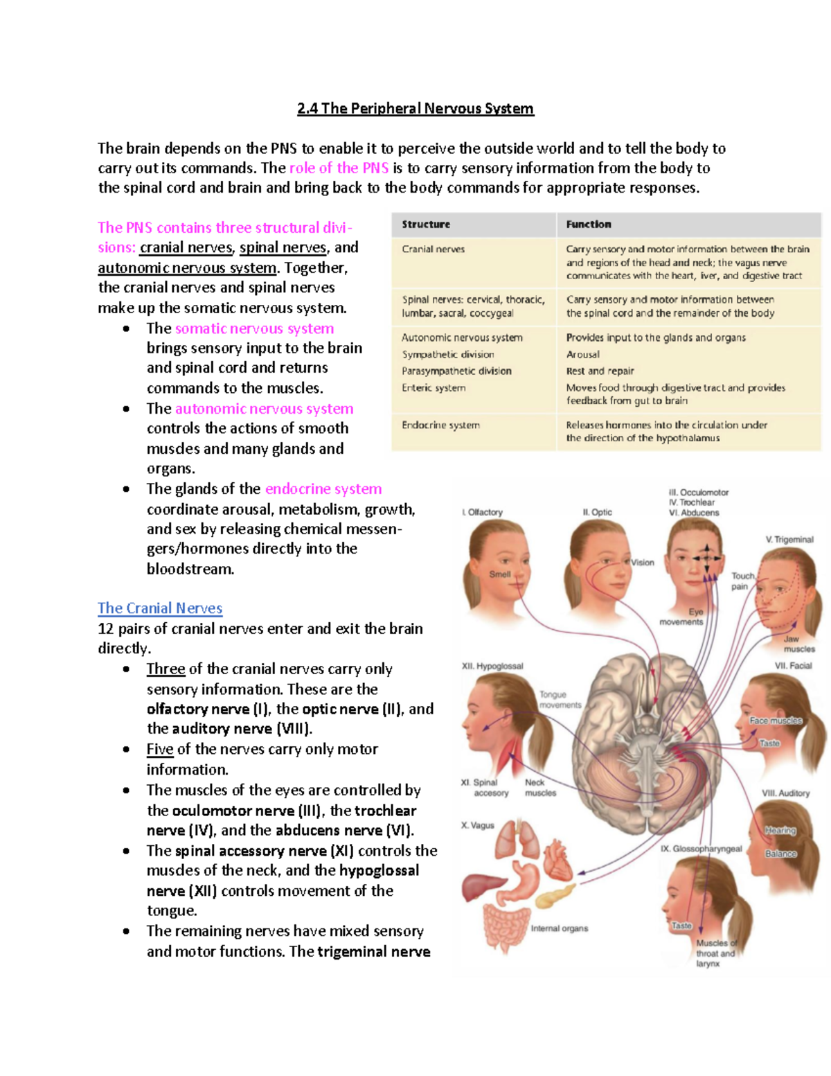 PSYB64 Chapter 2 Notes both book and lecture - 2 The Peripheral Nervous ...