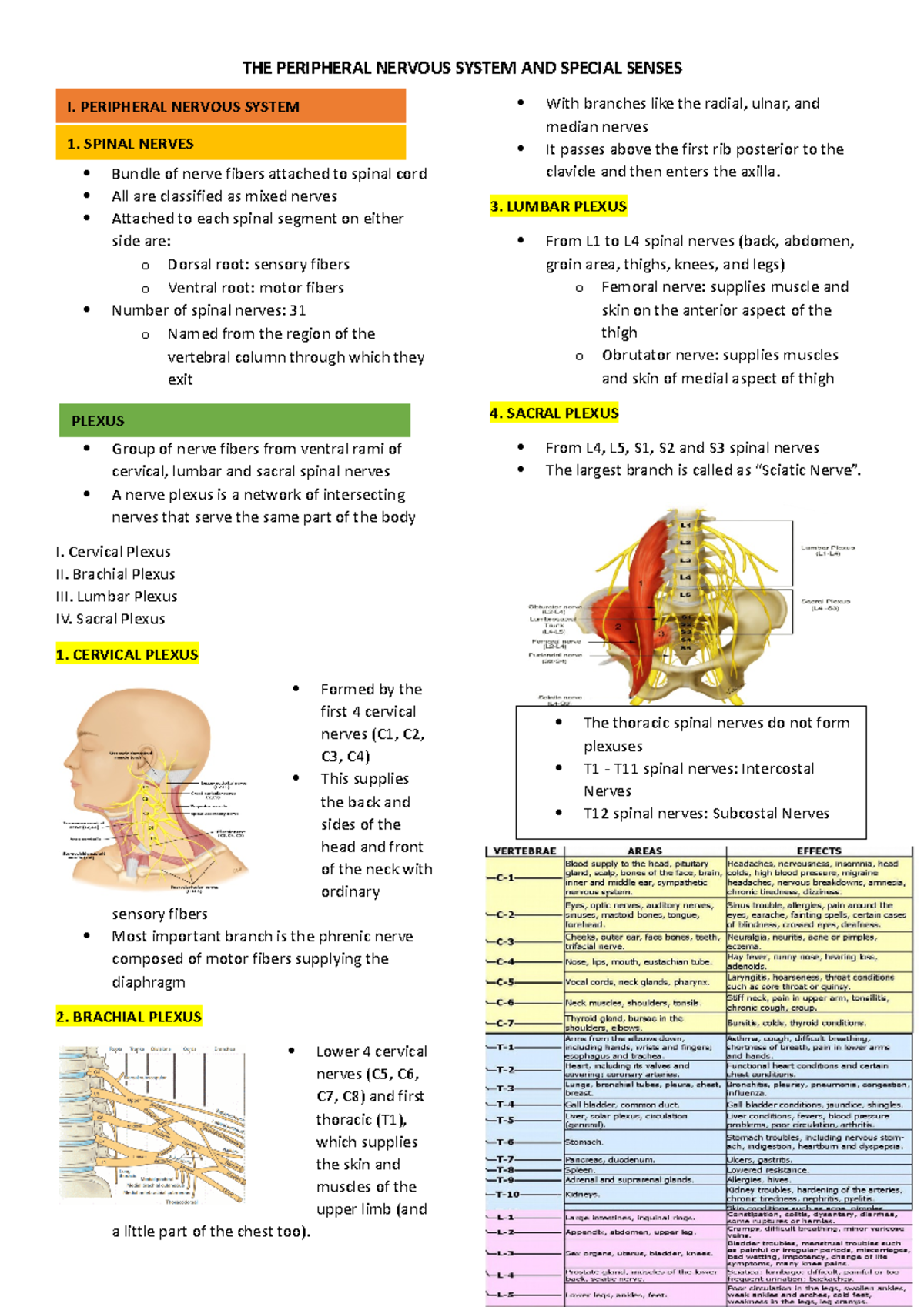 THE Peripheral Nervous System AND Special Senses - THE PERIPHERAL ...