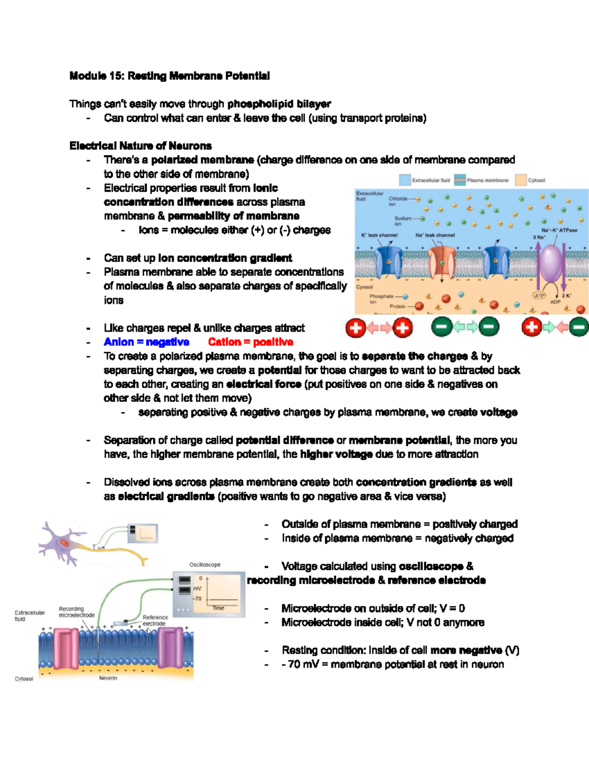 KIN 2Y03 Module 15 - Module 15: Resting Membrane Potential Things ...
