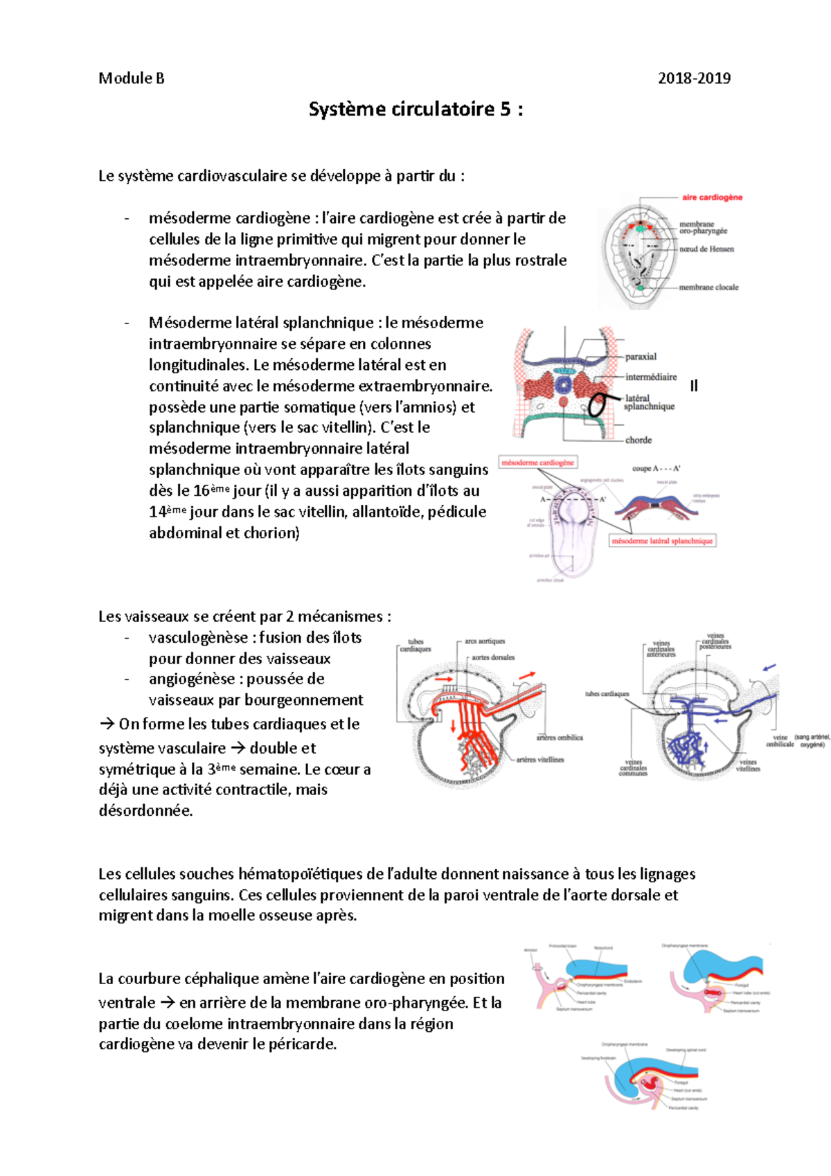 Système circulatoire 5 - Warning: TT: undefined function: 32 Système ...