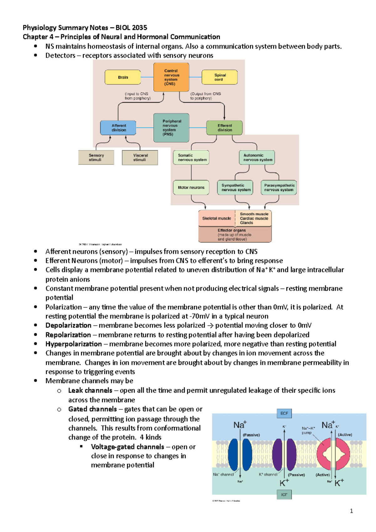 Physiol Revision Notes - Physiology Summary Notes – BIOL 2035 Chapter 4 ...