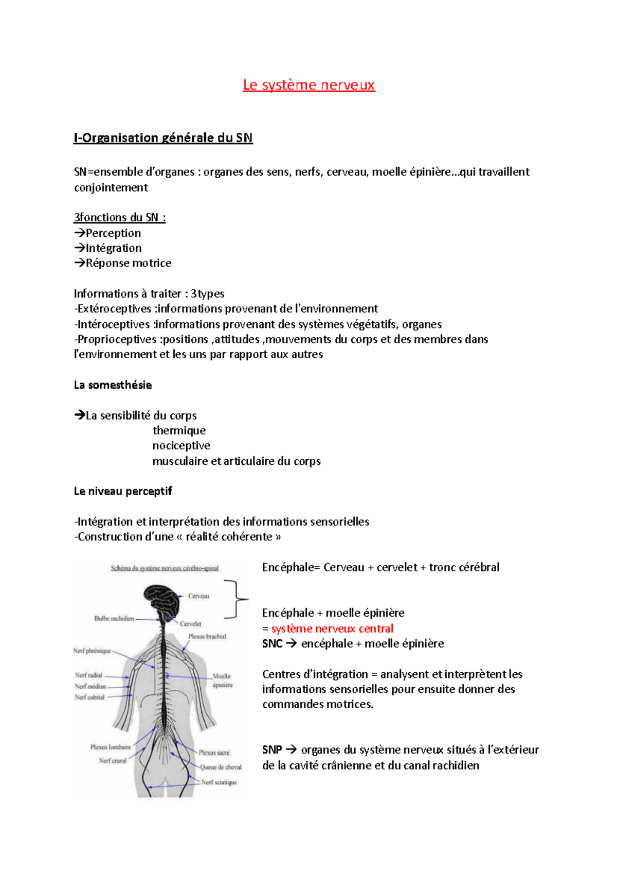 Système nerveux - Le système nerveux I-Organisation générale du SN SN ...