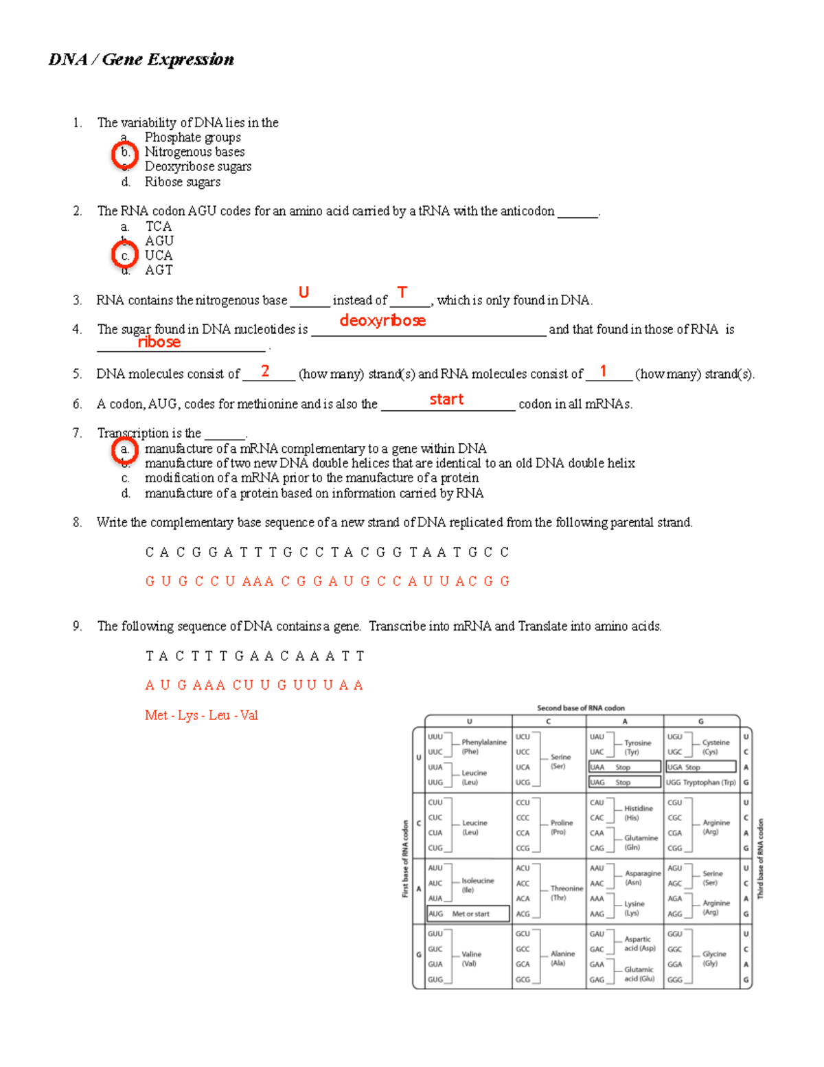 DNA + Gene Expression - Practice Answers - DNA / Gene Expression The variability of DNA lies in ...