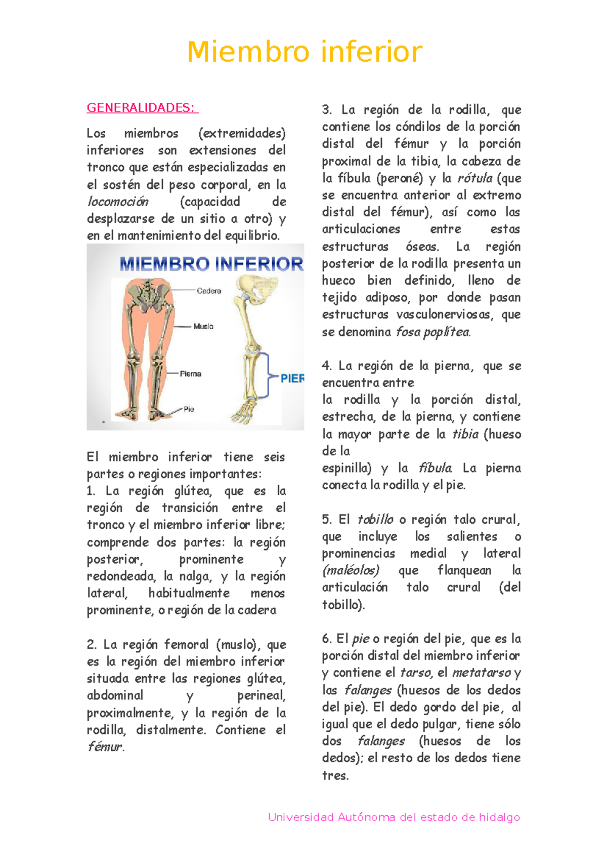 Miembro inferior huesos, músculos y vasos sanguíneos - GENERALIDADES ...