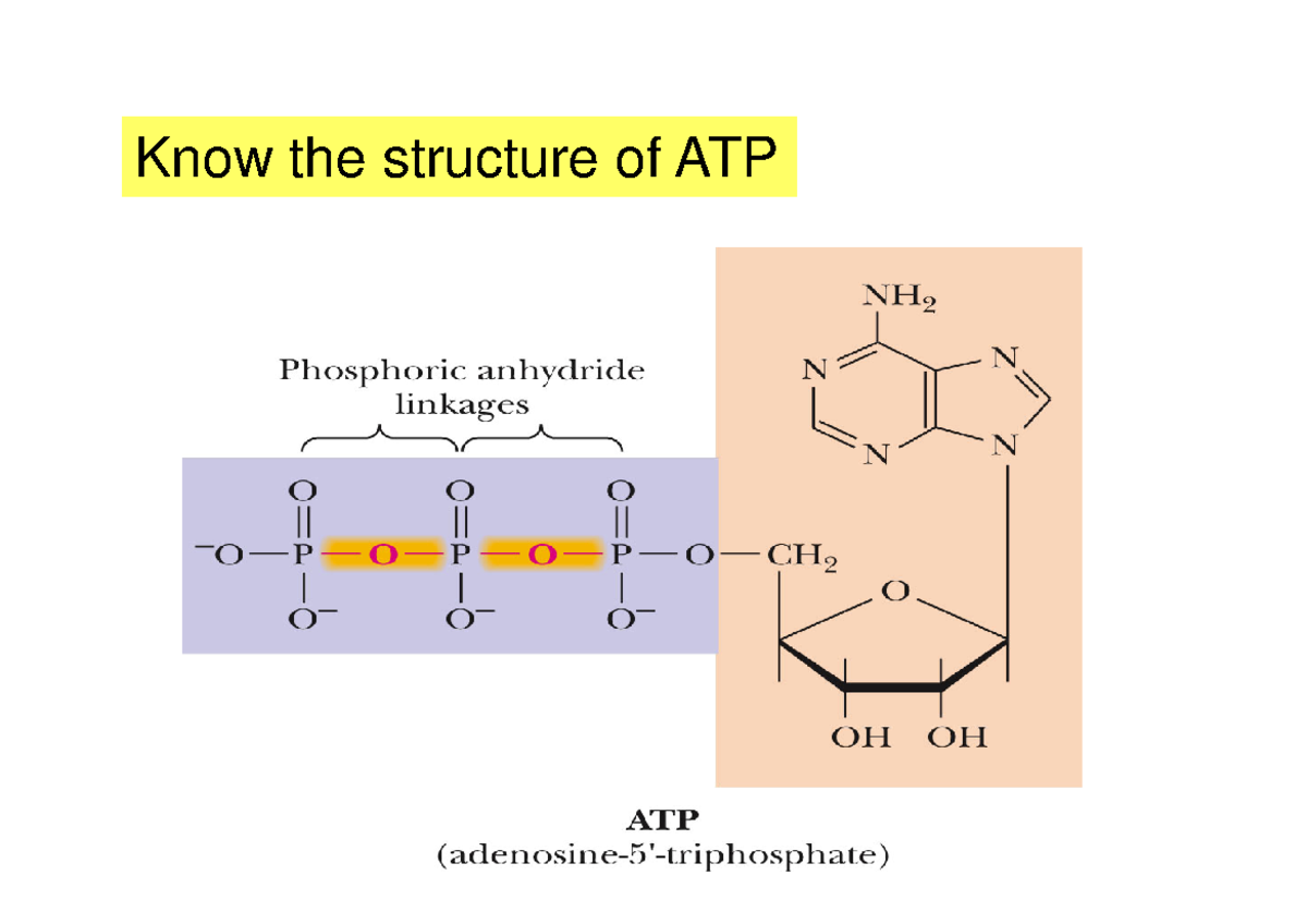 3. Overview - Lecture notes 1 - Know the structure of ATP Hydrolysis of ...