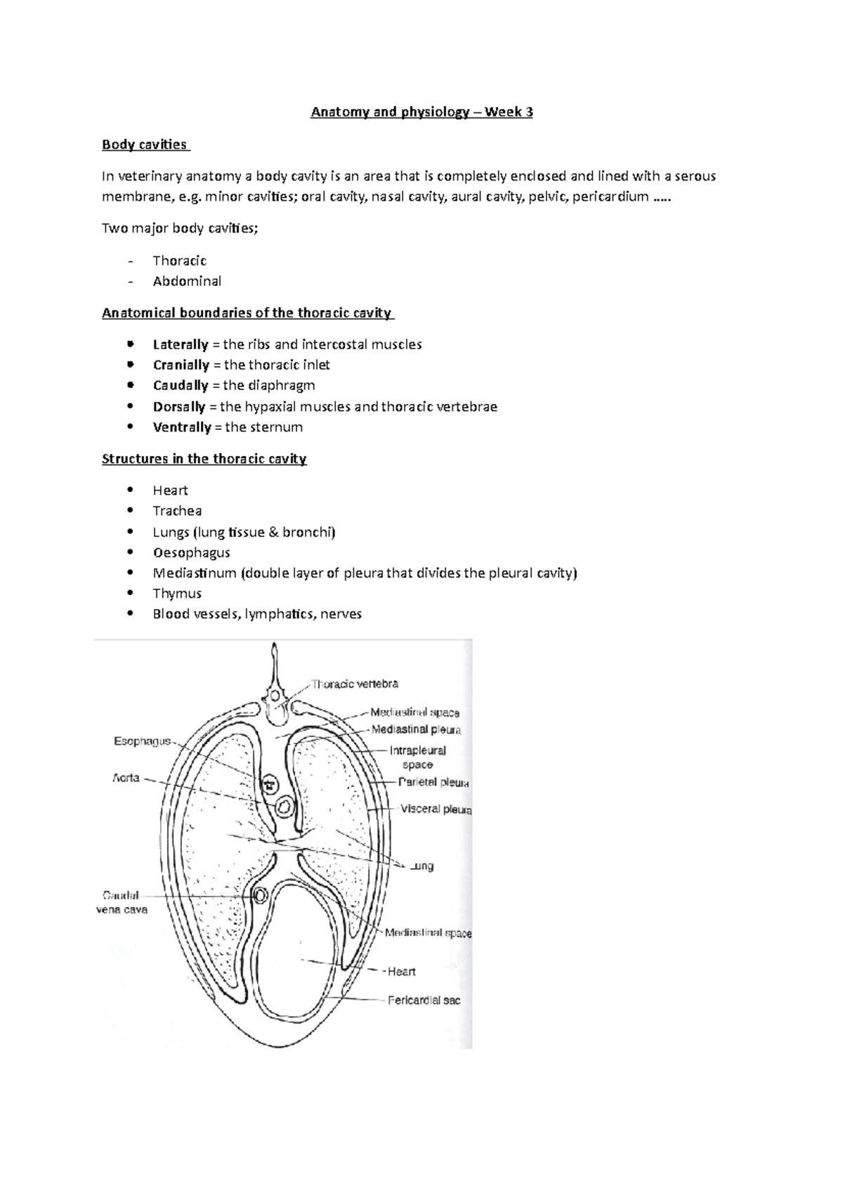 Thoracic cavity - Anatomy and physiology – Week 3 Body cavities In ...