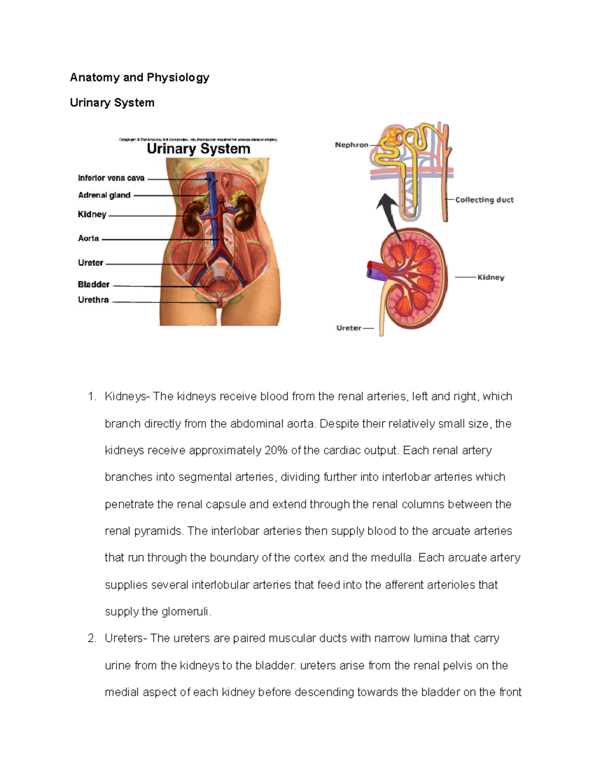 Anatomy and Physiology Urinary system - Anatomy and Physiology Urinary ...