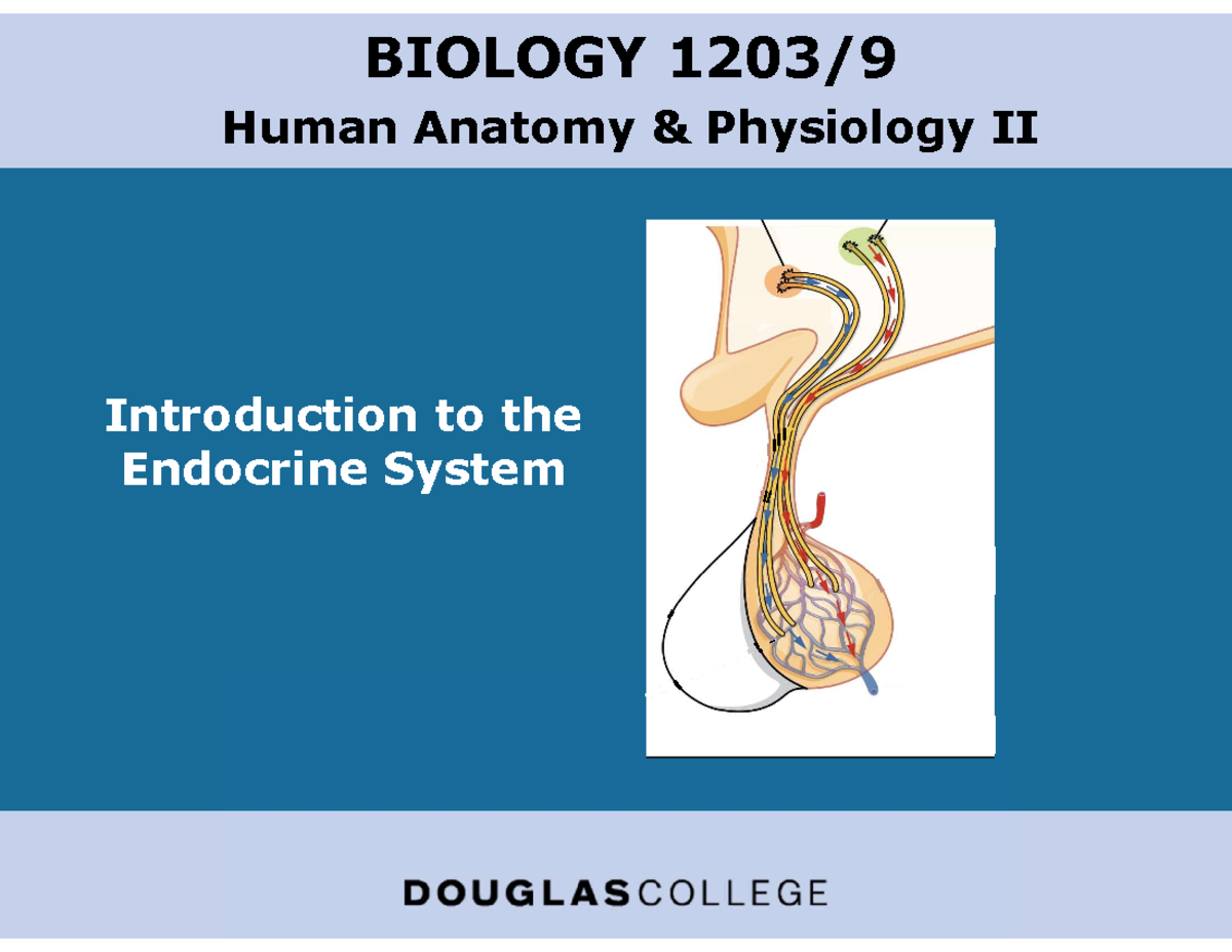 Week 1 inclass Endrocrine - Introduction to the Endocrine System ...