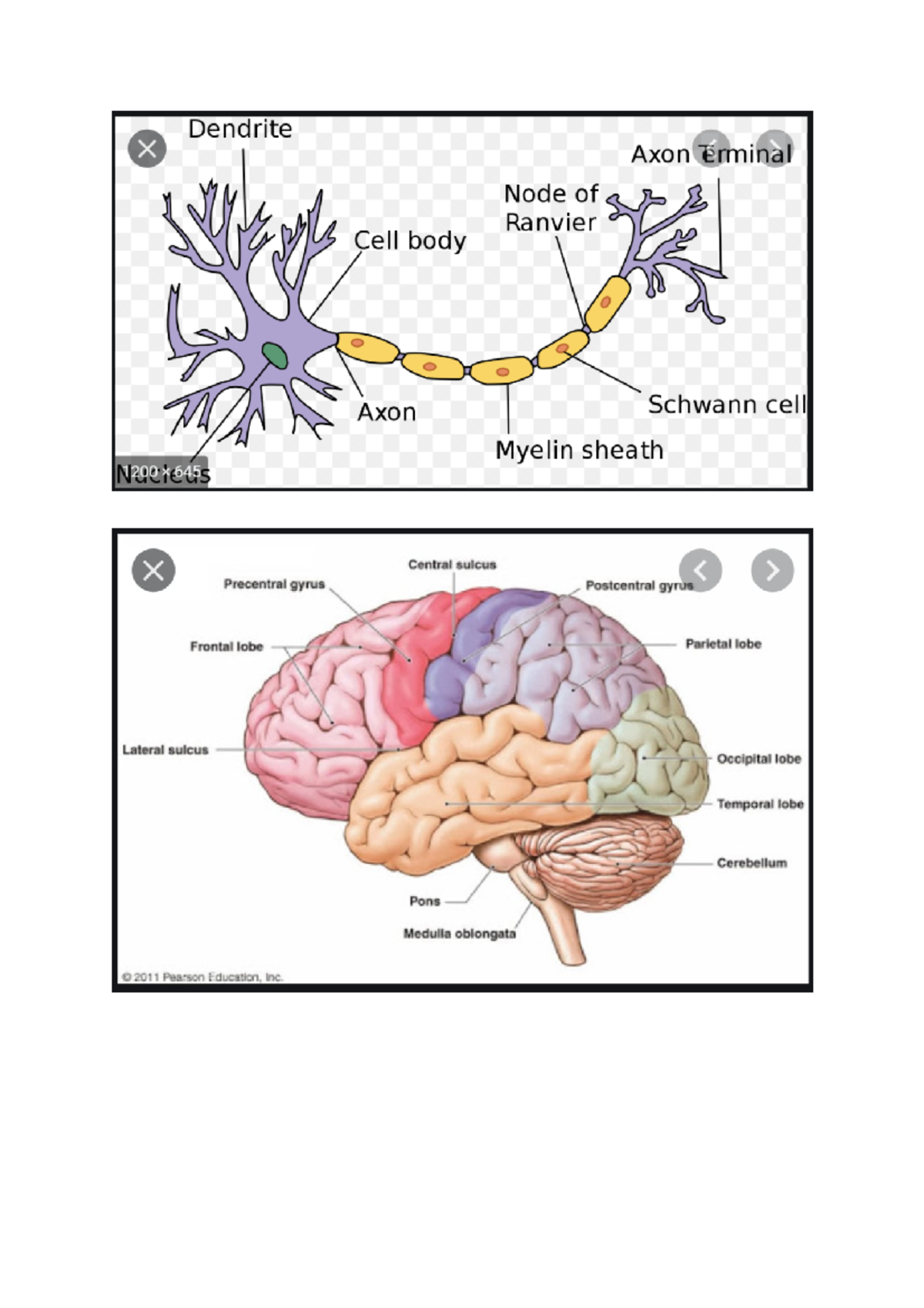 Neuroscience Anatomy Diagrams - OTHY200 - Studocu