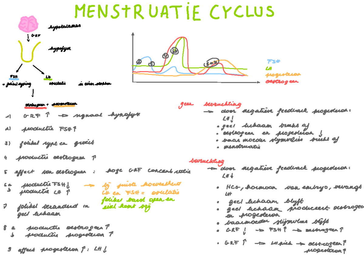 Voortplanting - Menstruatie cyclus - · MENSTRUATIE CYCLUS N ↓ aß O V ...