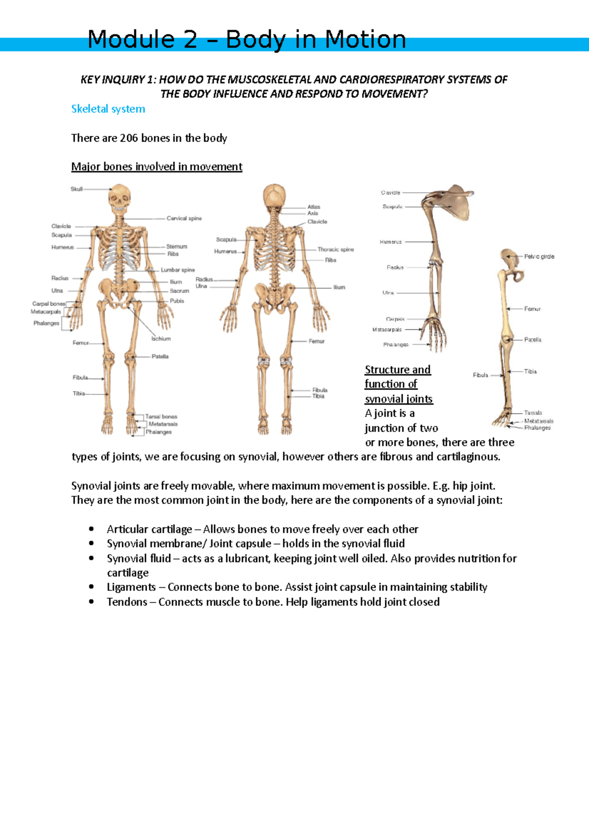 Module 2 - Body in Motion - KEY INQUIRY 1: HOW DO THE MUSCOSKELETAL AND ...