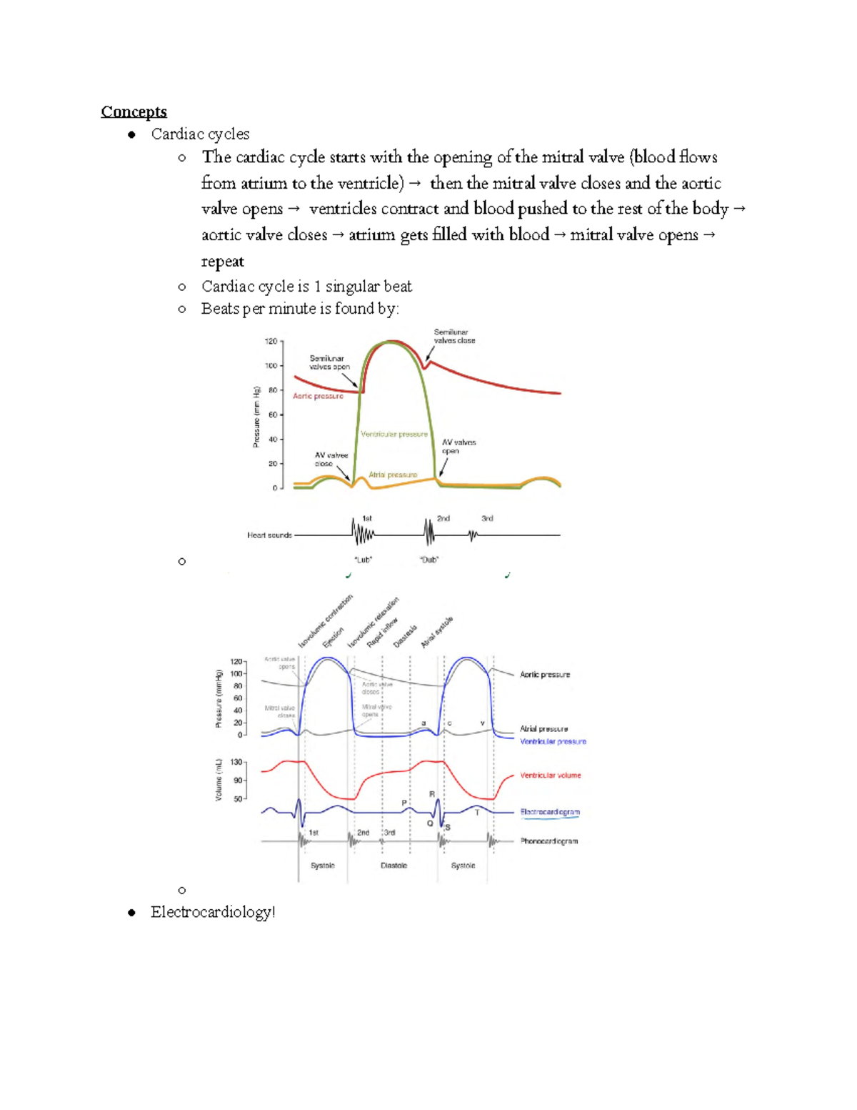 Bio E 110 Midterm 1 Study Guide - Concepts Cardiac cycles The cardiac ...