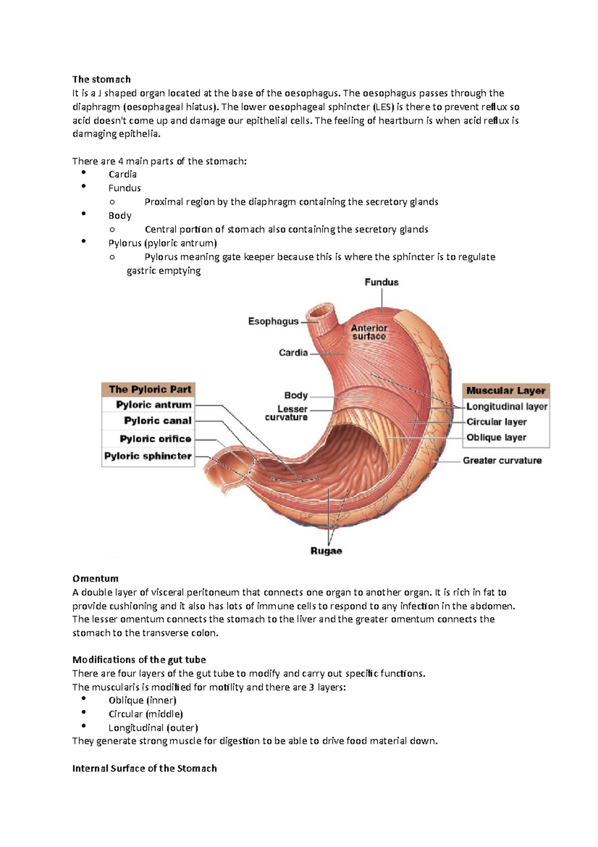 Lecture 21 - The Stomach and Pancreas - The stomach It is a J shaped ...