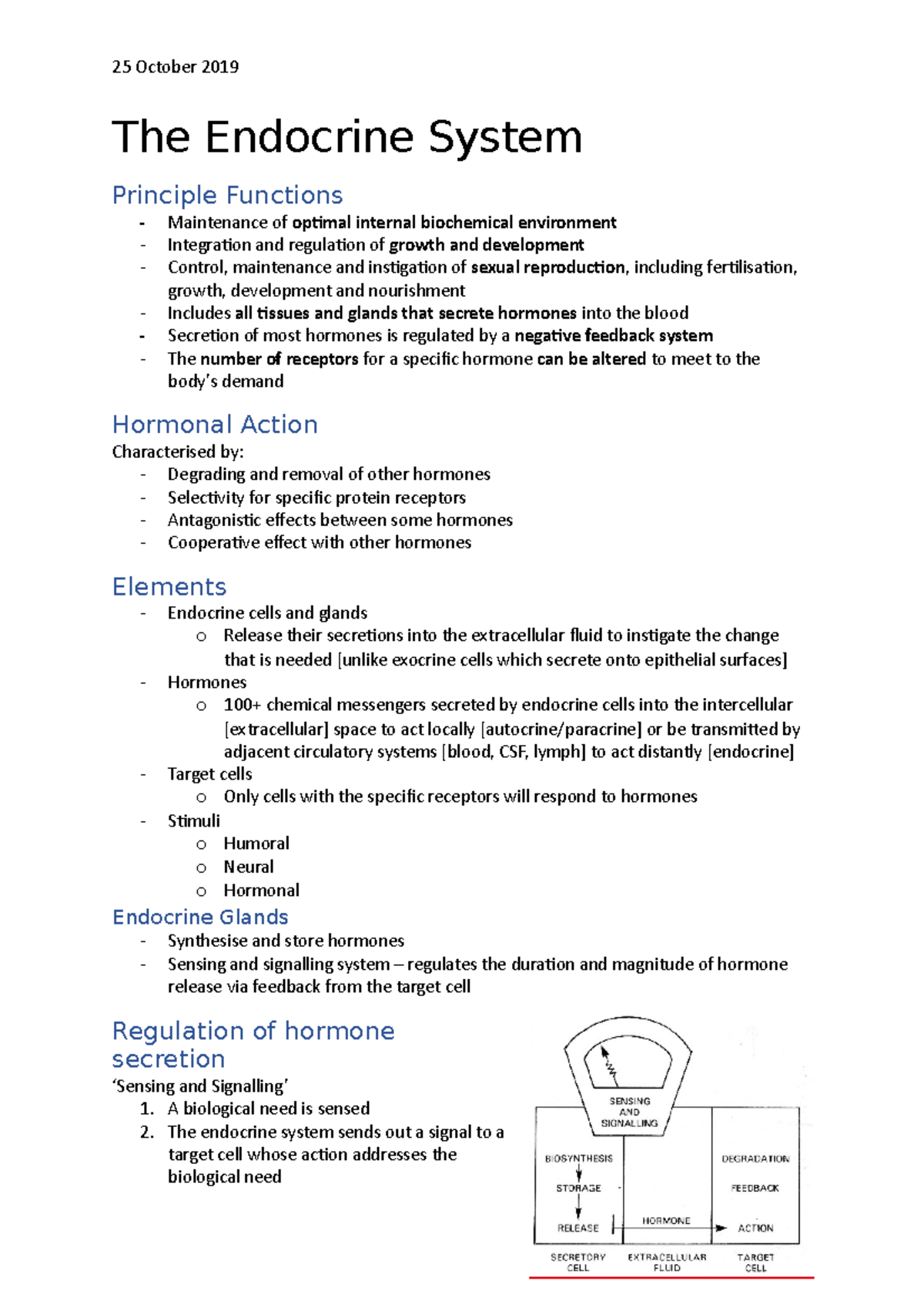 The Endocrine System - The Endocrine System Principle Functions ...