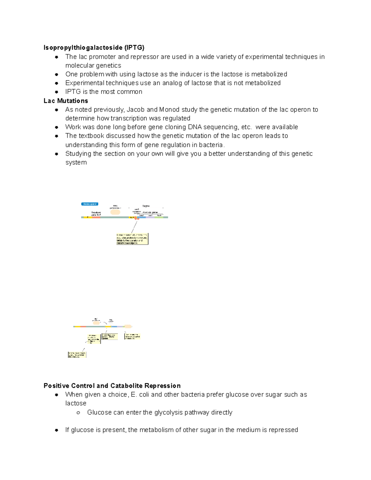 Genetics Chapter 16 Part 3 - Isopropylthiogalactoside (IPTG) The lac promoter and repressor are ...