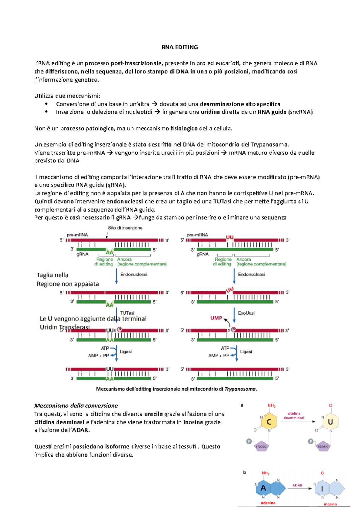 RNA Editing XII - appunti lezione - RNA EDITING L’RNA editing è un ...