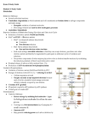 Module 16 Study Guide - Module 16: Glycogen Metabolism Glucose in the ...