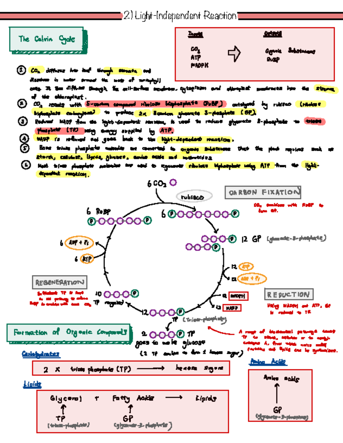 Light-Independent Reaction - Fact Recall - 2) Light-Independent ...