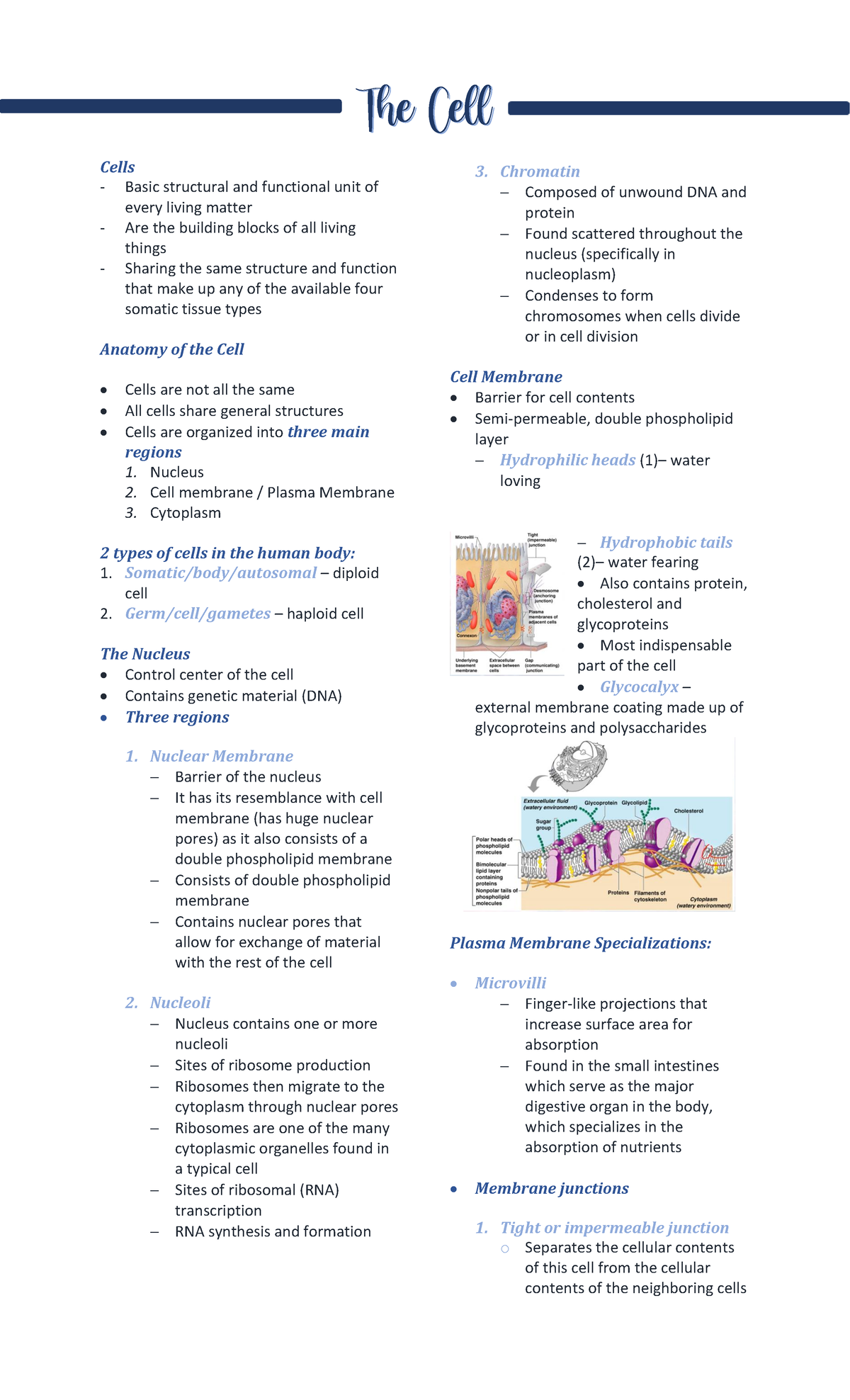 Cells - for nursing - The Cell The Cell Cells Basic structural and ...