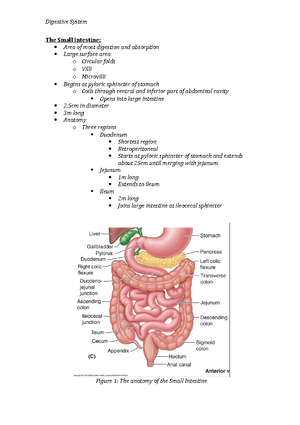 Biochemistry Cardiovascular System Lecture Notes - Cardiovascular ...
