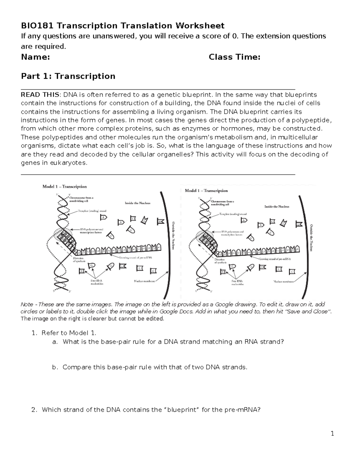 BIO181 Transcription Translation Worksheet - The extension questions ...