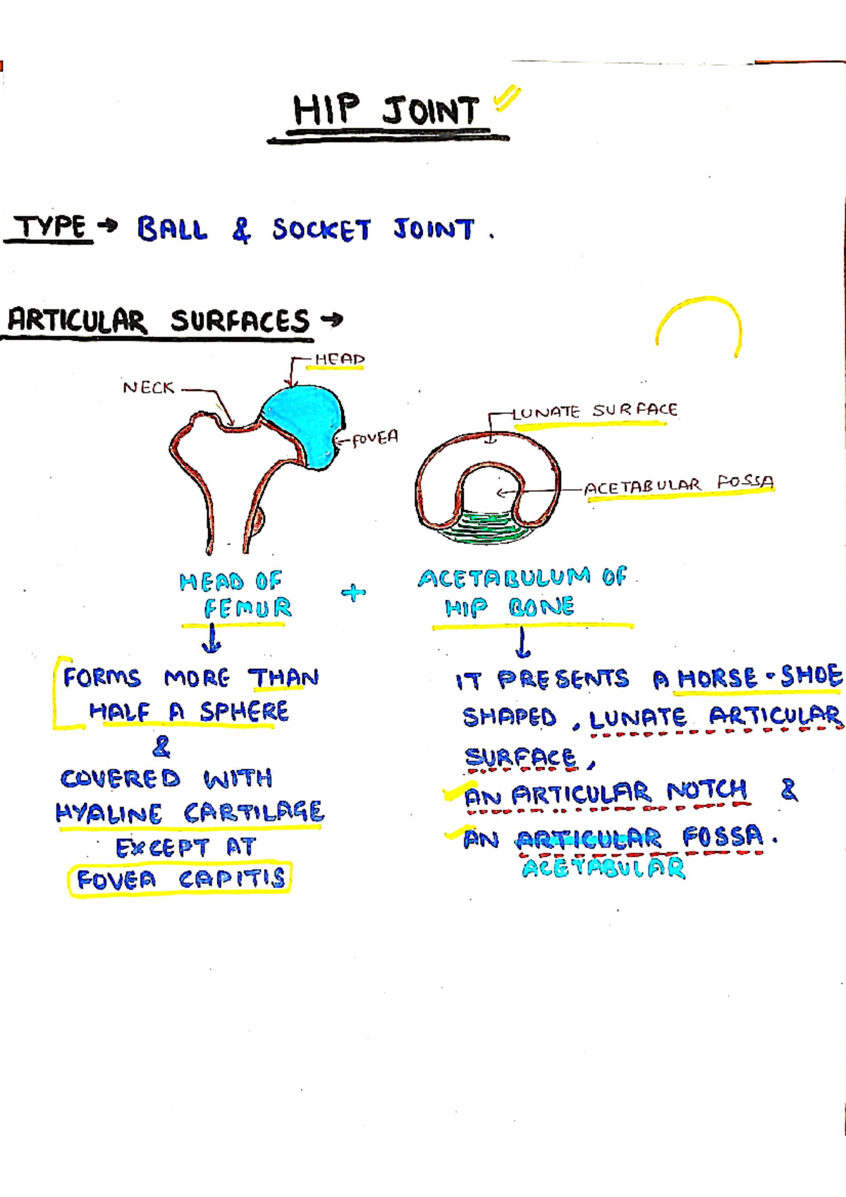 Hip Joint Complete - Easy to understand and very helpful to learn ...