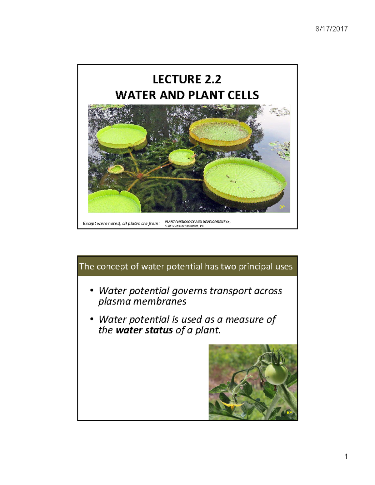 Lecture 2.2 notes - LECTURE 2. WATER AND PLANT CELLS Except were noted ...
