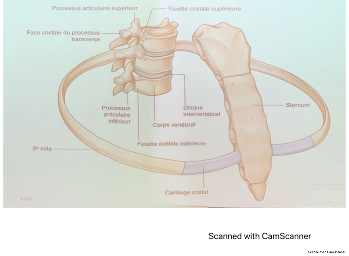 3,LA Paroi Thoracique - lecon détaillée avec des schemas - anatomie ...