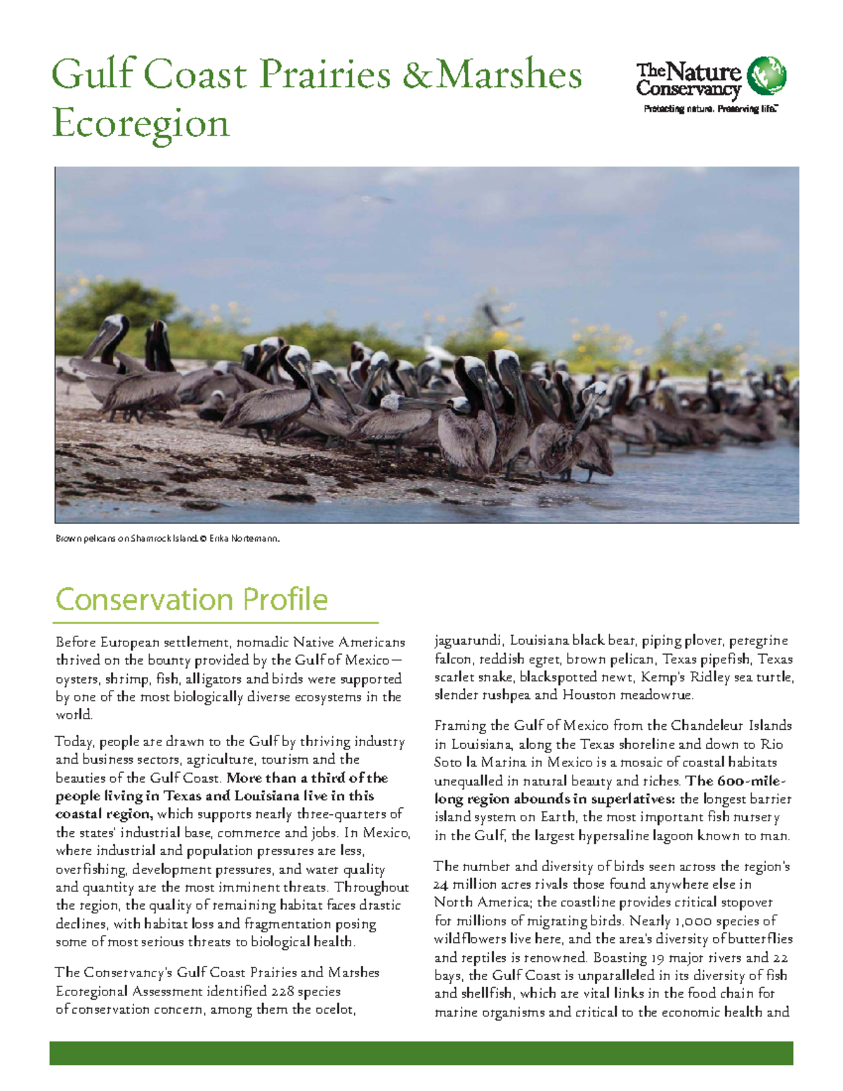 Gulf coast fact sheet TNC - Conservation Profile Before European ...