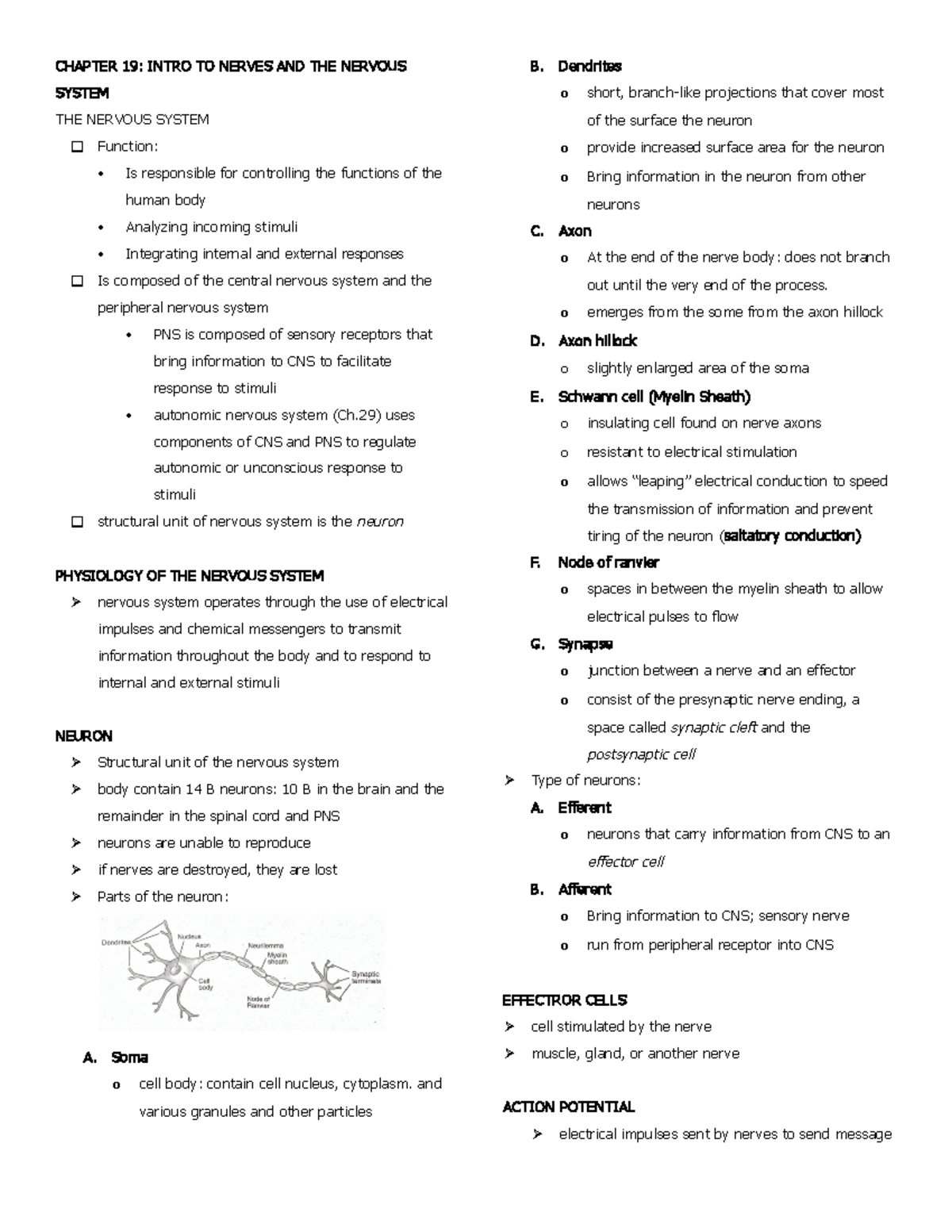 Intro to Nerves and the Nervous System - CHAPTER 19 : INTRO TO NERVES ...