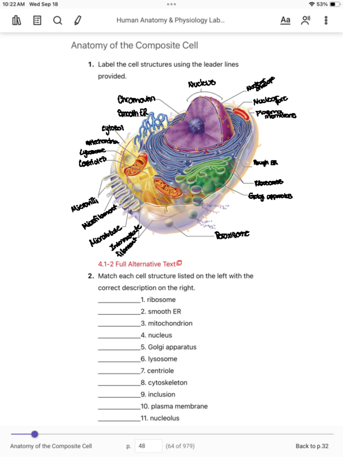 A & P Lab Exercise 4 - lab manual - Nucleus Nucleaeope Chromatin ...