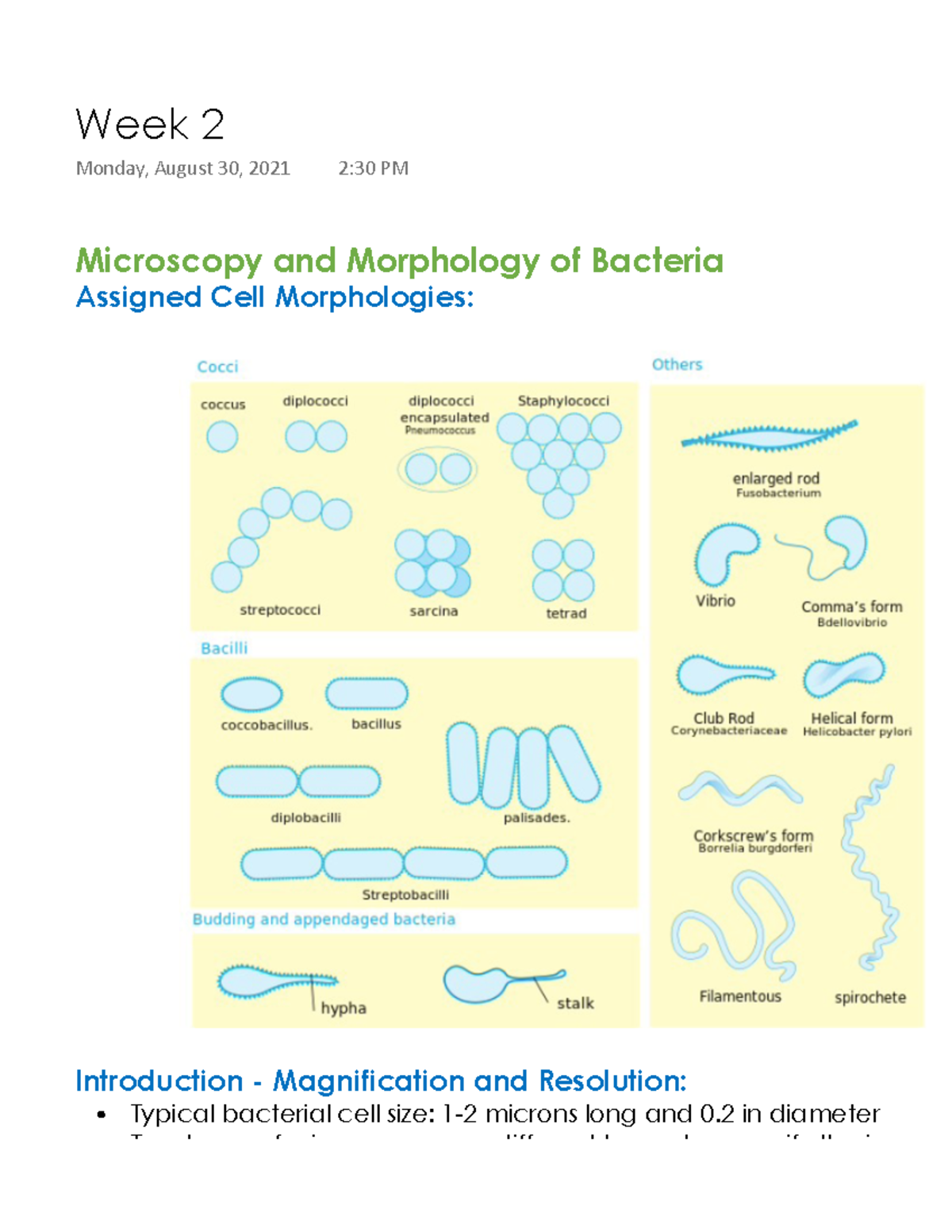MMG 301 Week 2 - Microscopy and Morphology of Bacteria Assigned Cell ...