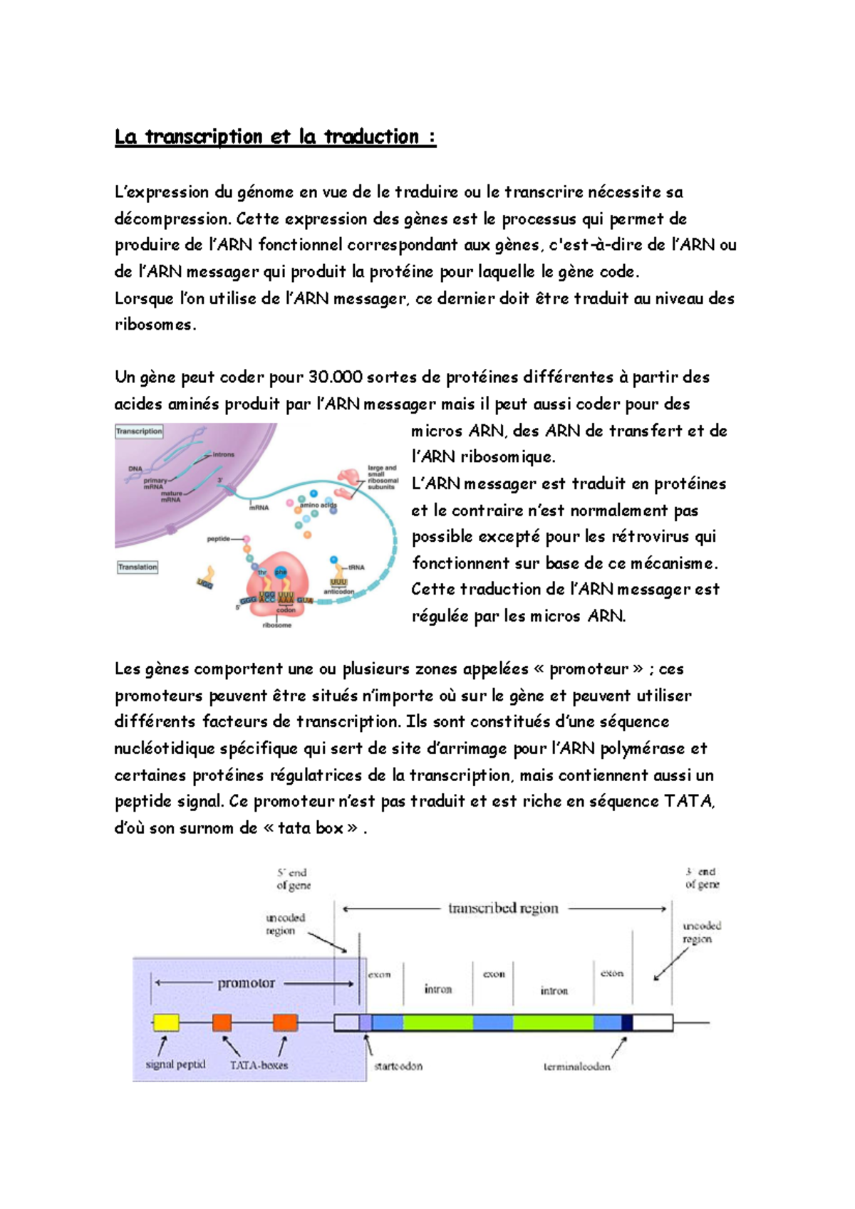 Biologie chapitre 6 - Transcription et traduction - Biologie Générale ...