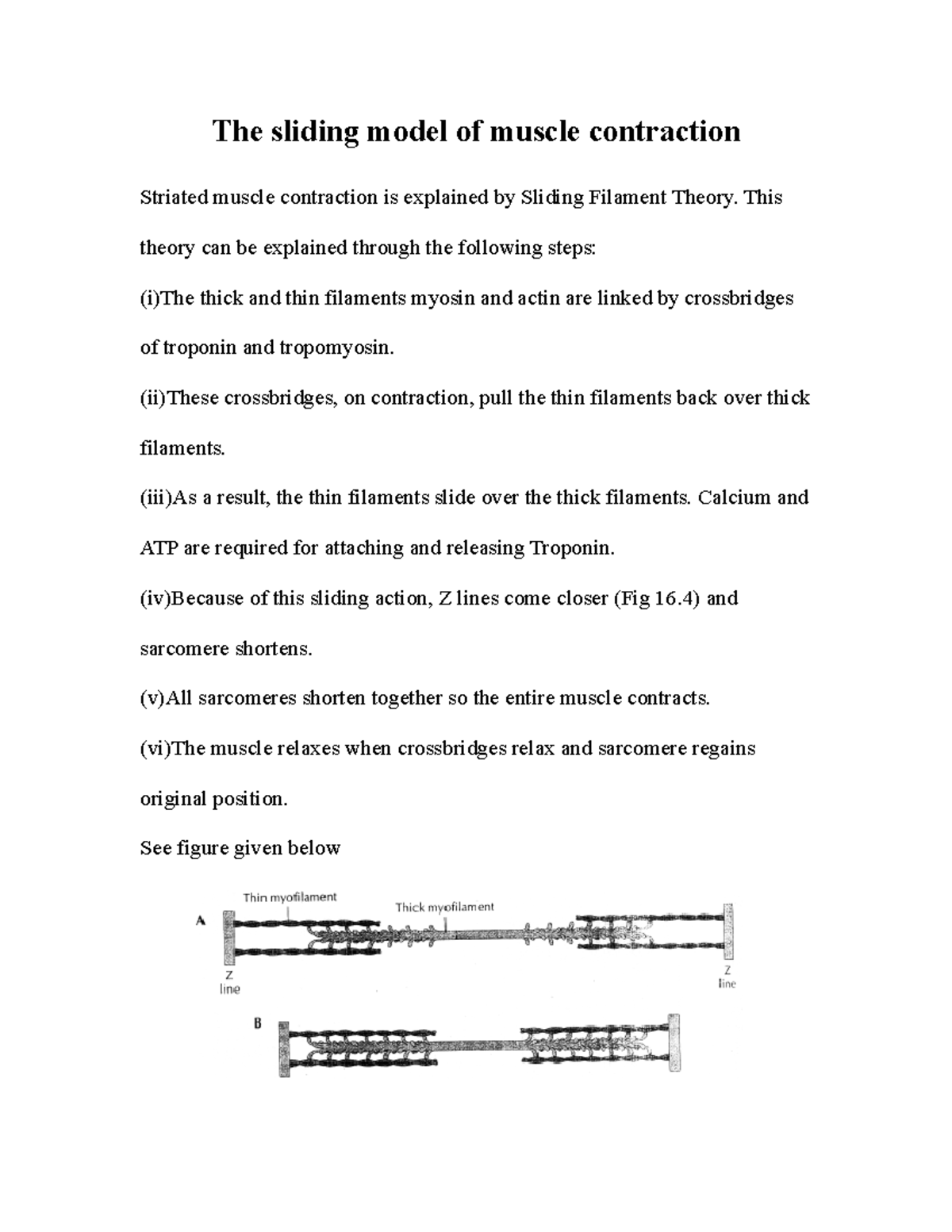 The sliding model of muscle contraction - The sliding model of muscle ...