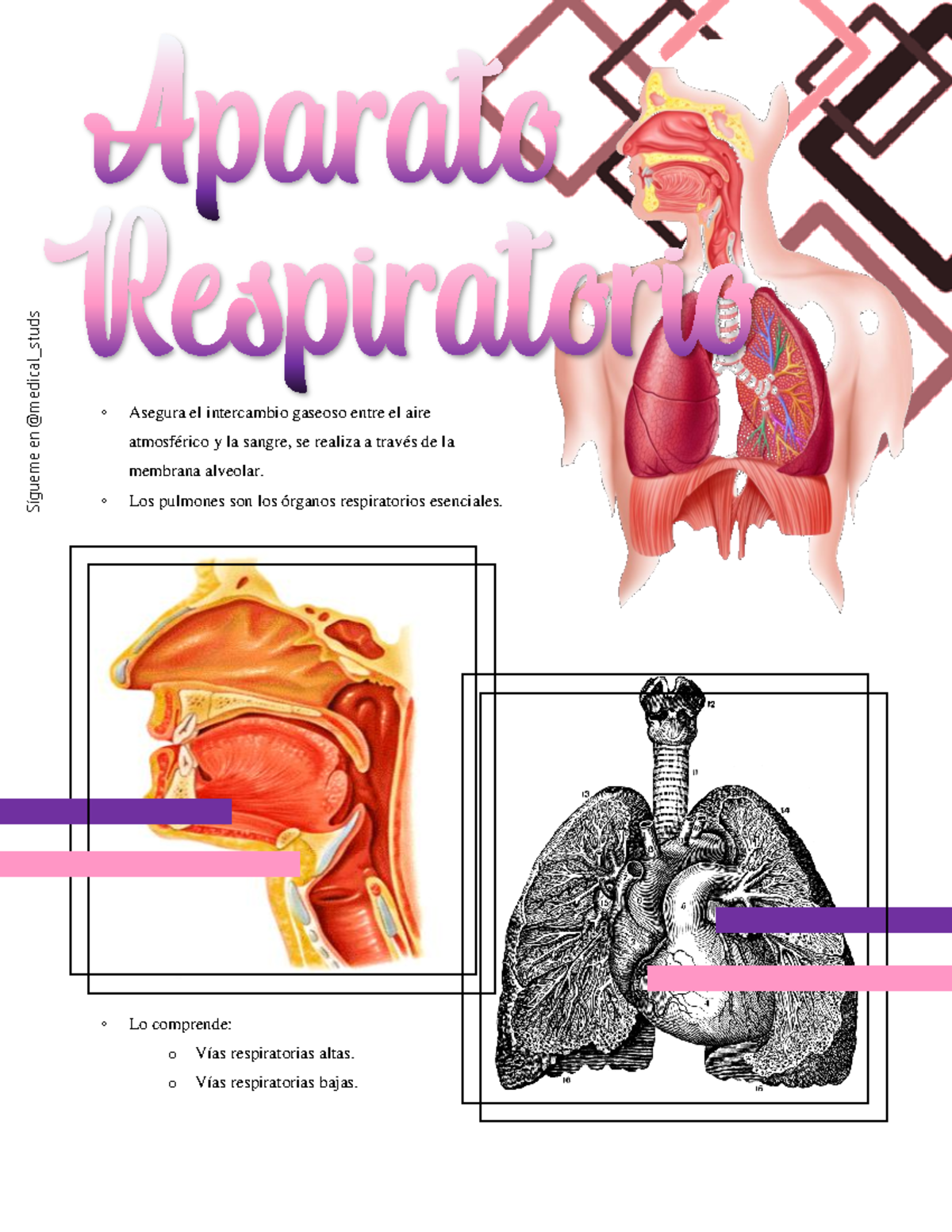 Aparato respiratorio. Medical Studs - Warning: TT: undefined function: 32 Warning: TT: undefined ...