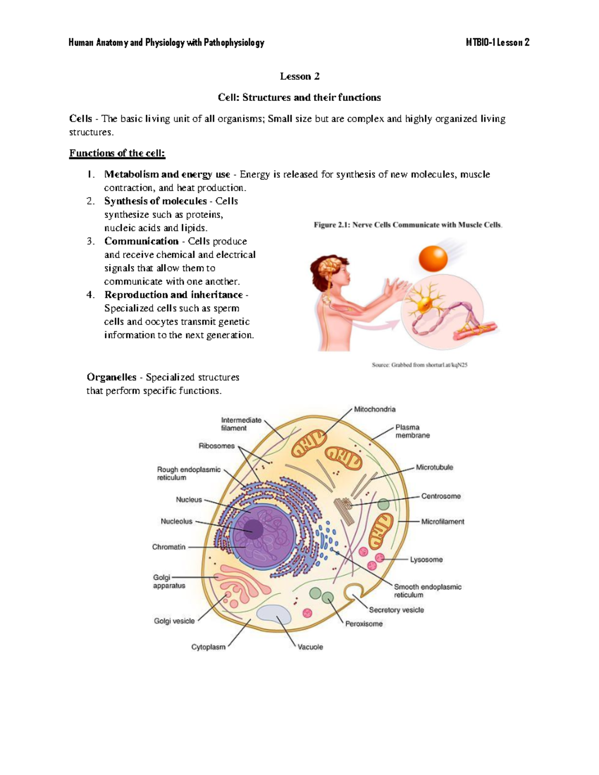 MTBio 1Lesson 2 - BSMT - Lesson 2 Cell: Structures and their functions ...