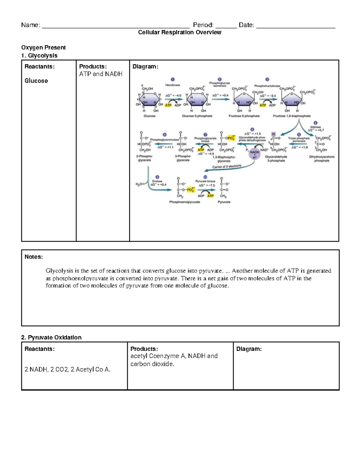 Cellular Respiration and fermentation Summary paper - BUSI 202 - Studocu