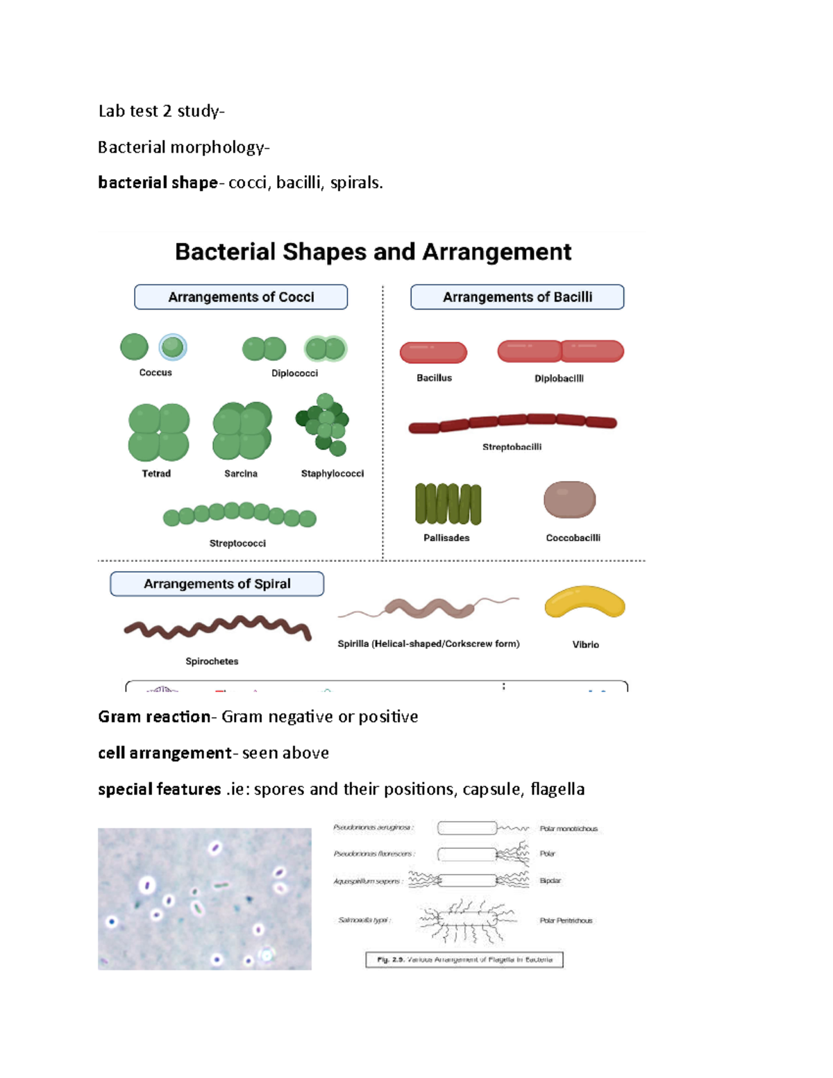 What Is A Morphology Lab Test at Raymond Ceja blog