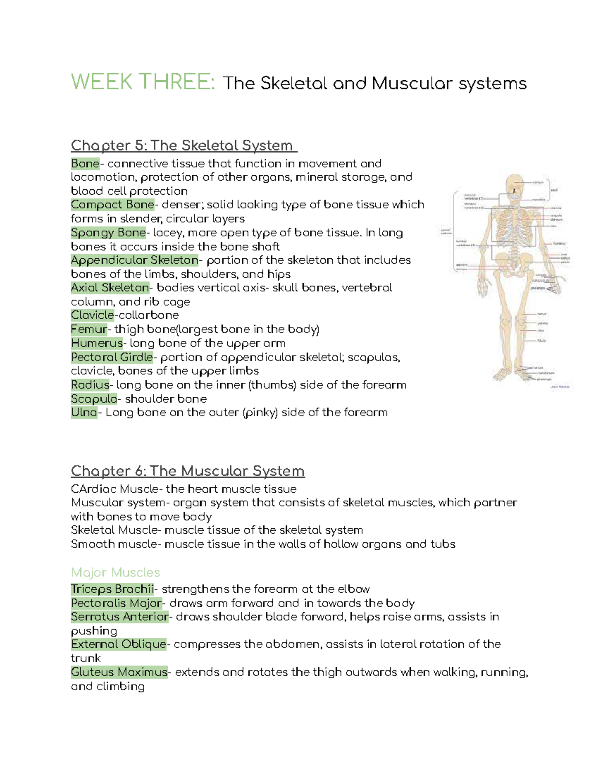 BIOL 102 The Skeletal and Muscular systems - WEEK THREE: The Skeletal ...