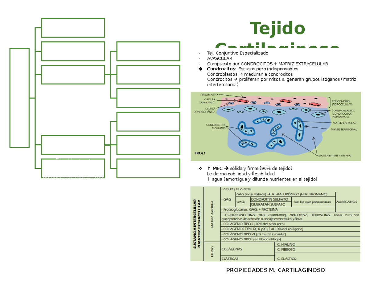 Tejido cartilaginoso - Tej. Conjuntivo Especializado AVASCULAR ...