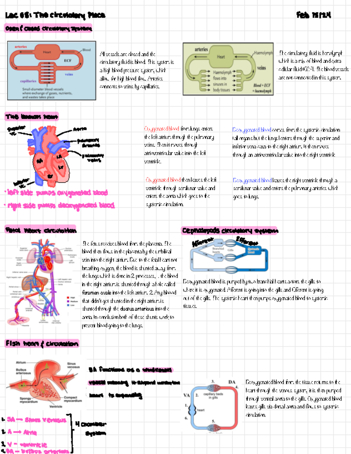 Module 2 Notebook - All vessels are closed and the circulatory fluid is ...
