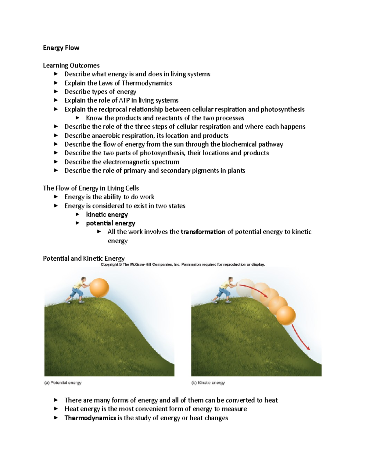 Energy Flow Notes - Energy Flow Learning Outcomes Describe what energy ...
