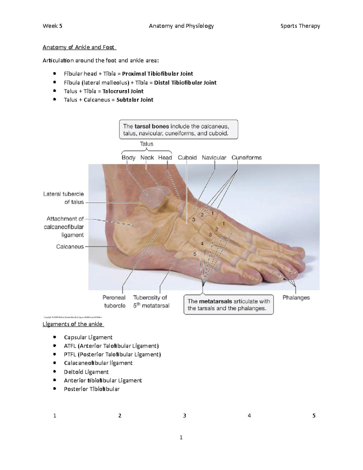 Ankle and Foot - Lecture notes 5 - Week 5 Anatomy and Physiology Sports ...