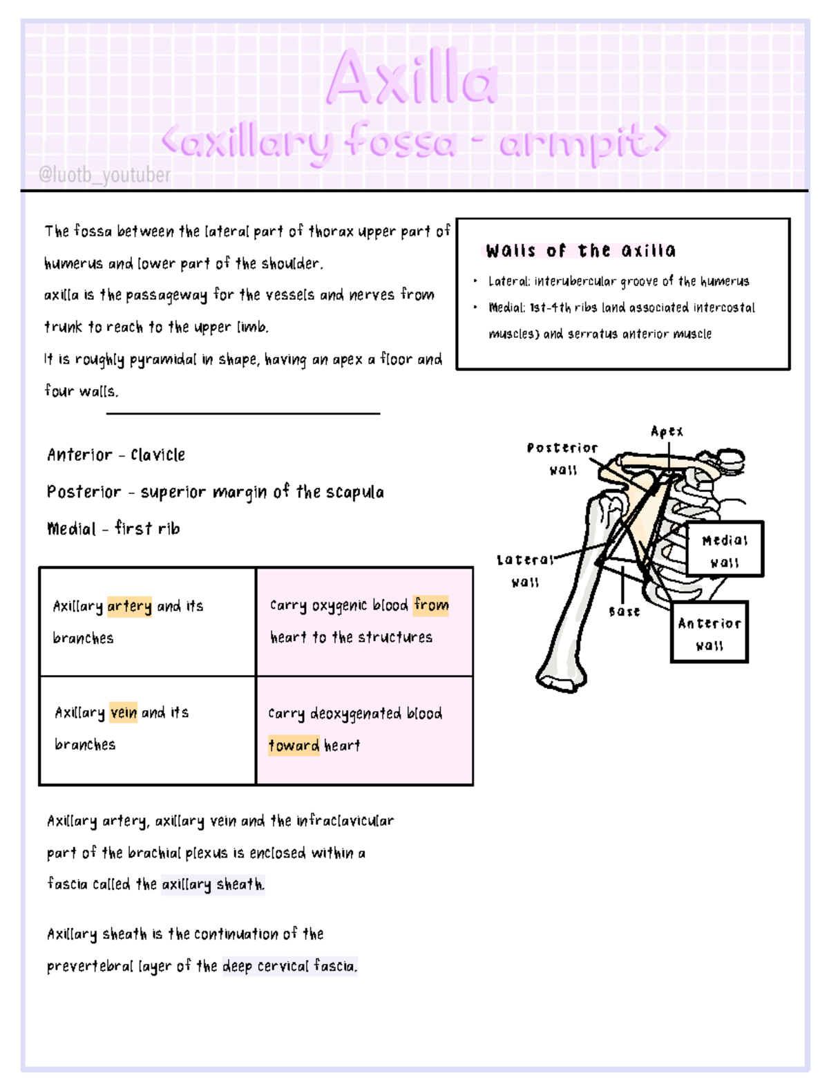 Axilla anatomy notes study anatomy - Lateral: interubercular groove of ...