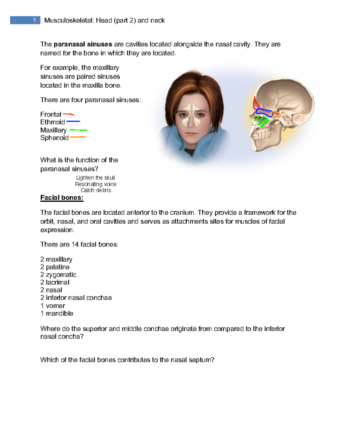 3. Head 2 and neck Handout - The paranasal sinuses are cavities located ...