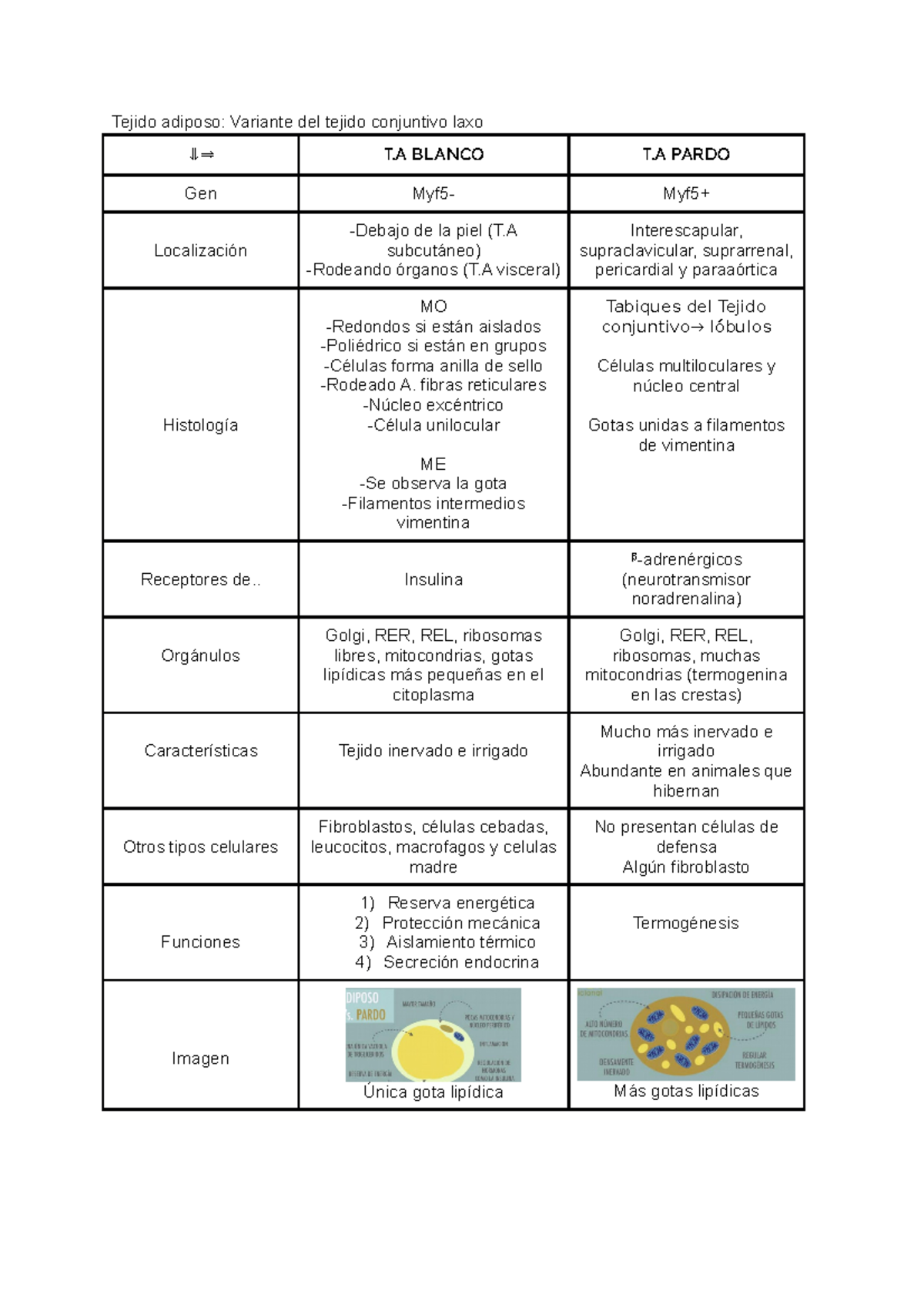Tejido adiposo - fibras reticulares -Núcleo excéntrico -Célula ...