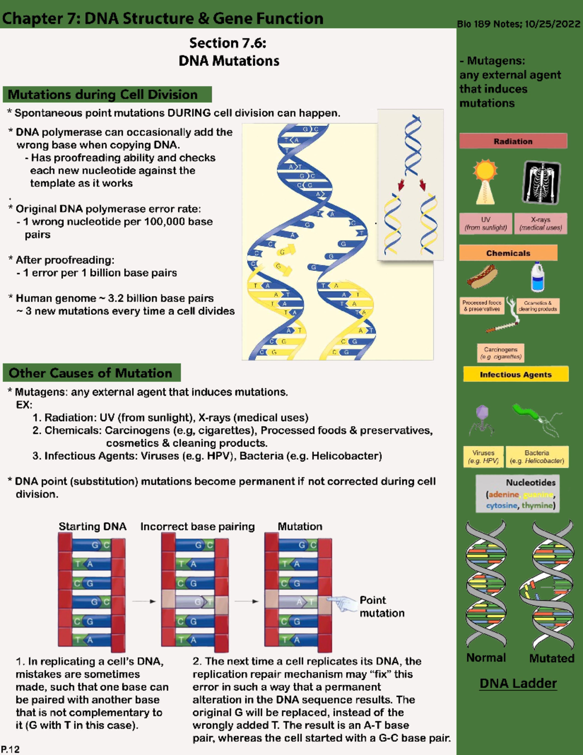 Chapter 7; Section 6: DNA Mutations pt 2 - BIOL 189 - Studocu