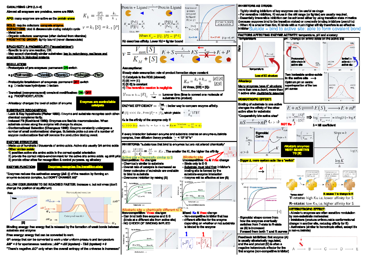Cheat Sheet Midterm Biosci 106 - Foundations of Biochemistry - Studocu