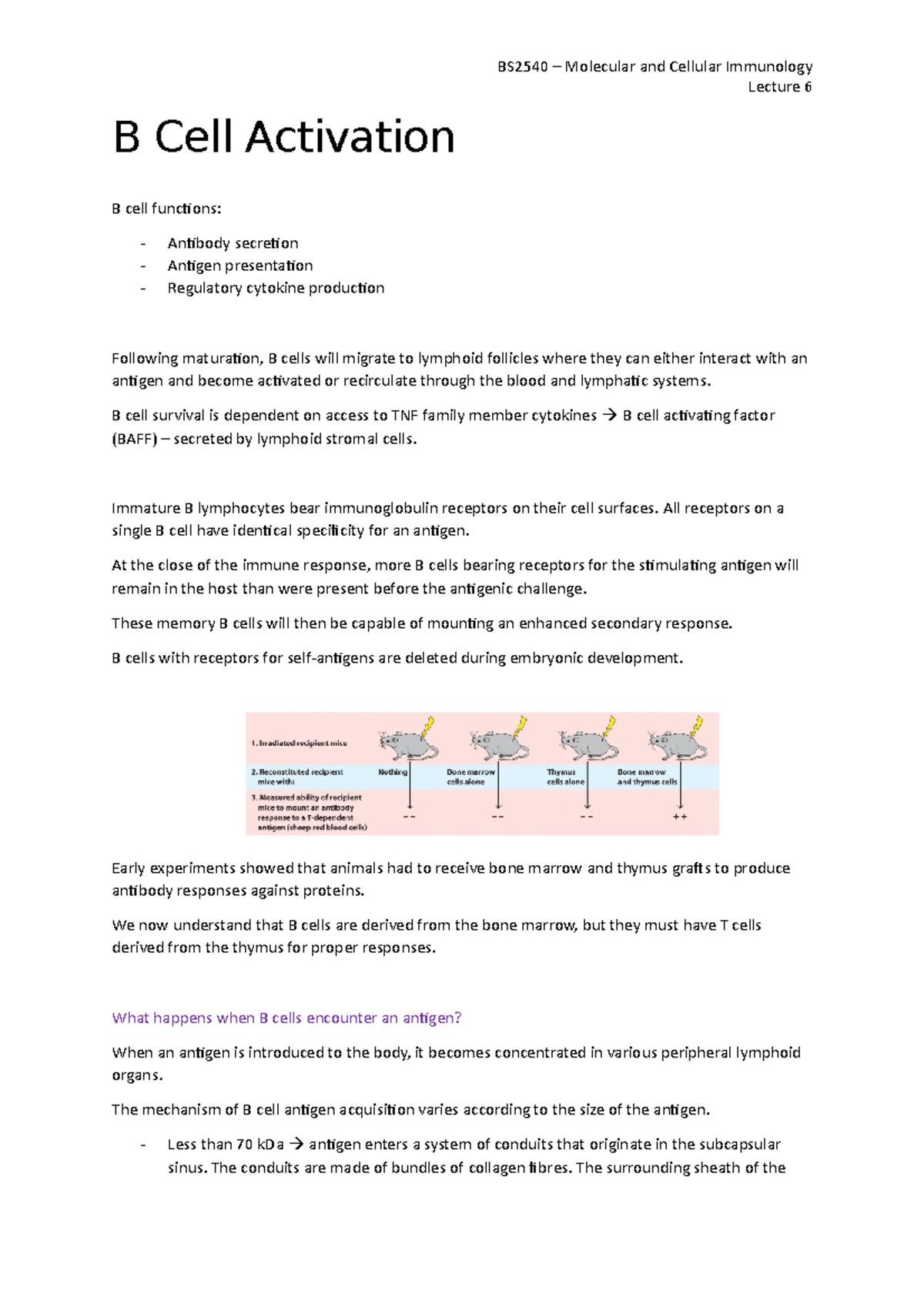 6 - B Cell Activation - BS2540 – Molecular and Cellular Immunology ...