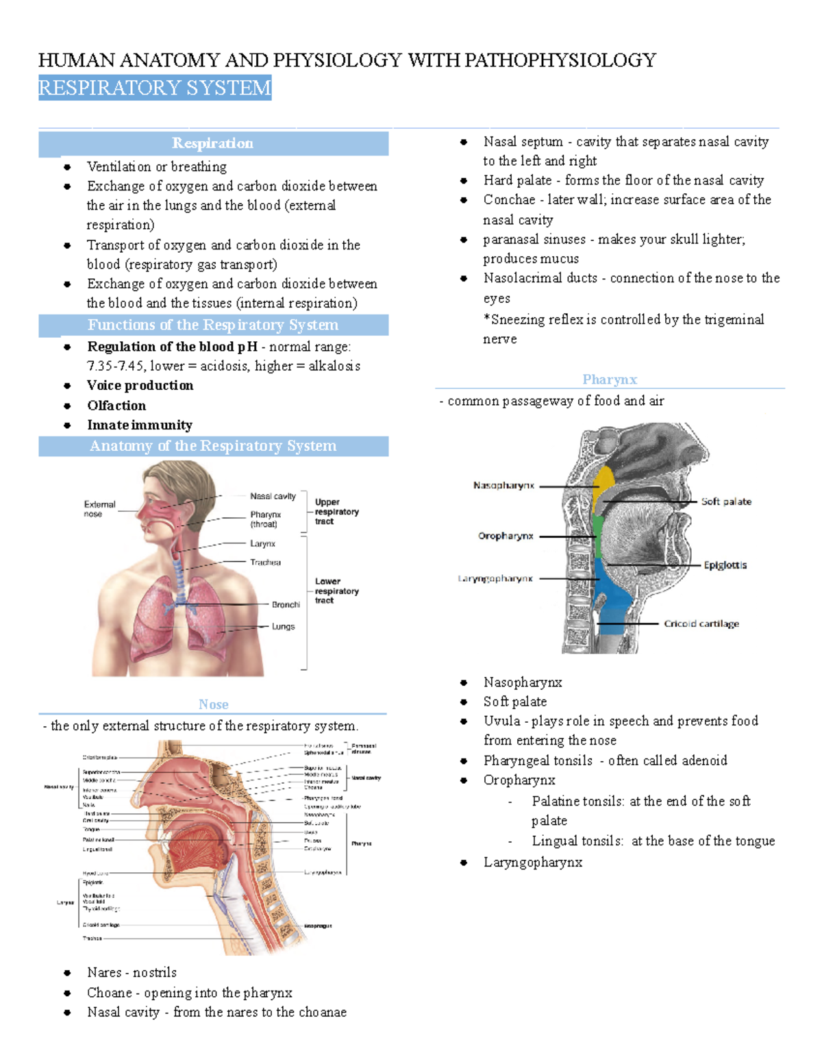 Respiratory system - RESPIRATORY SYSTEM - Studocu